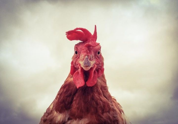 Los huevos de Mari Pili | La Estirga Burlona